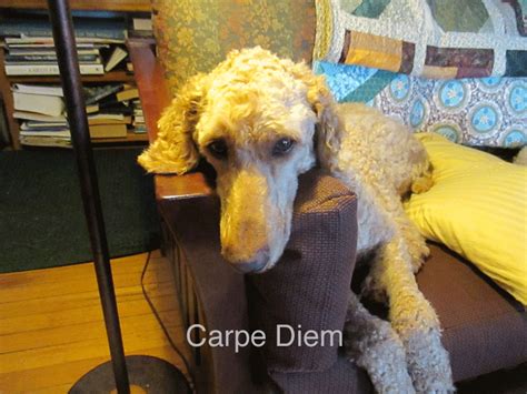 My Sewing Machine Obsession Bernette 334d