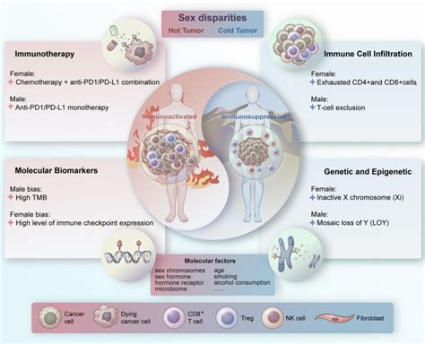 Advances In Sex Disparities For Cancer Immunotherapy Unveiling The
