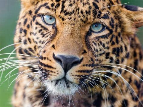 Where Do Leopards Live Habitat And Distribution