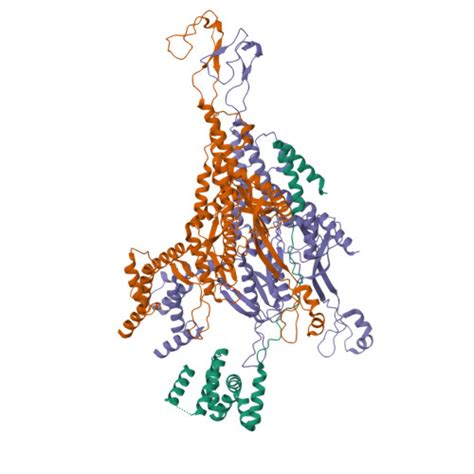 Rcsb Pdb 9kyw The Scaffold C Loop Of Phage P22