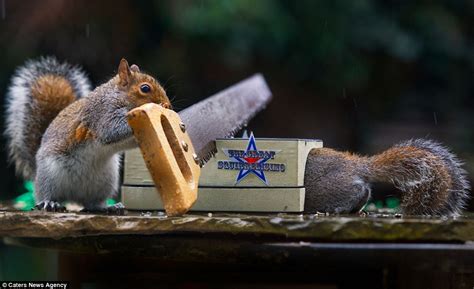 Squirrels Pictured In Variety Of Human Poses By Photographer Daily