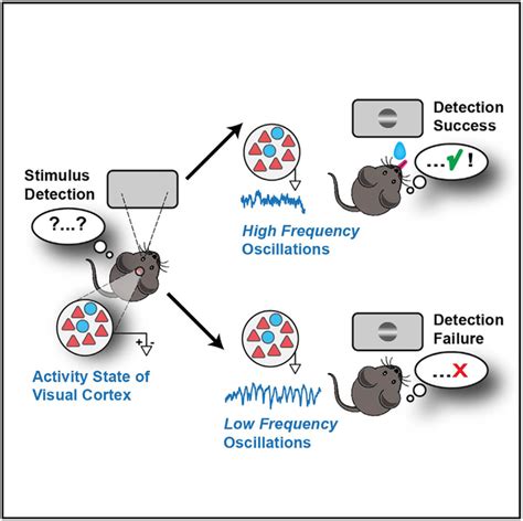 Visual Cortex Layers
