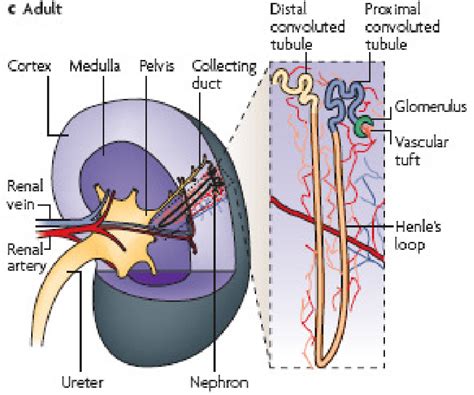 The Structure Of The Human Kindney And A Nephron Unit Schedl2007