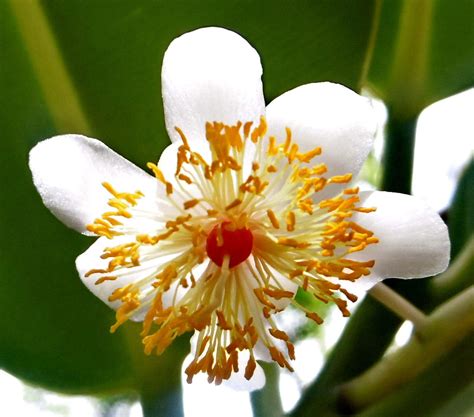 How To Grow Ficus Elastica EarthOne