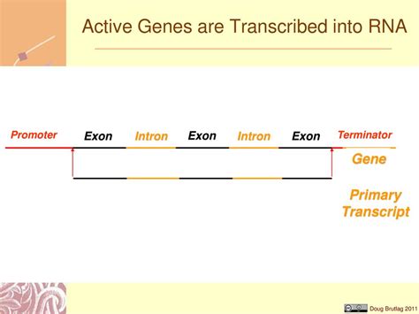 Next Generation Sequencing And Human Genome Databases Ppt Download