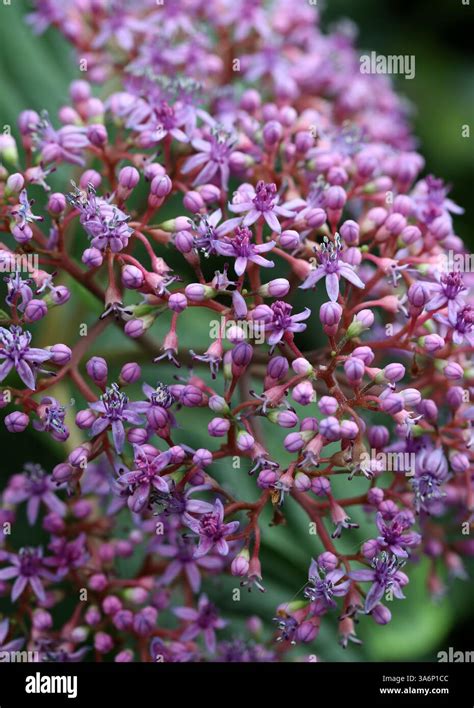 Blue Evergreen Hydrangea Dichroa Febrifuga Hydrangeaceae Western