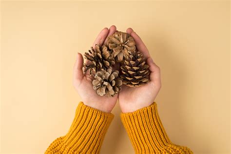 고립 된 파스텔 오렌지 배경에 손바닥에 소나무 콘을 들고 노란색 스웨터에 여성의 손의 1 인칭 최고 보기 사진 손바닥에 대한 스톡 사진 및 기타 이미지 Istock