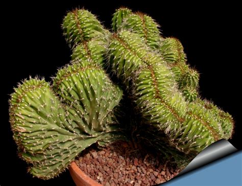 Neobuxbaumia Euphorbioides Forma Cristata Syn Rooksbya Euphorbiodes
