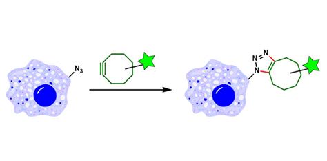 Strain Promoted Alkyne Azide Cycloaddition（spaac Reaction） 化学空间 Chem
