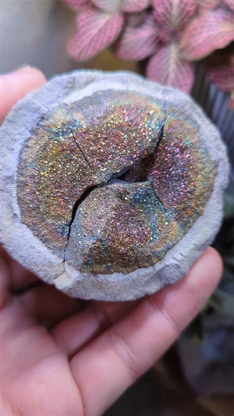 Iridescent Pyrite And Siderite Concretion Septarian Nodule From Ulyanovsk Oblast Russia Is