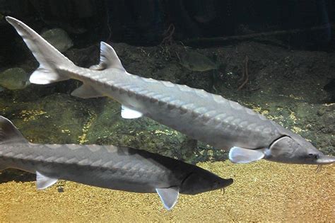 Researchers In Awe Huge 14 Foot Atlantic Sturgeon Spotted In Hudson