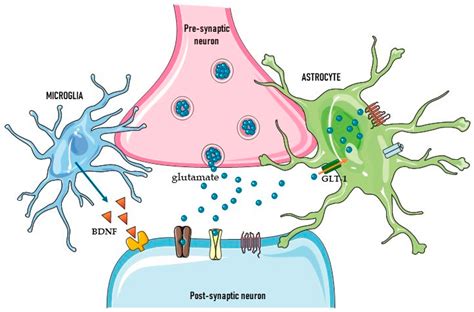 Glial–Neuronal Interactions in Neurological Disorders: Molecular Mechanisms and Potential Points ...