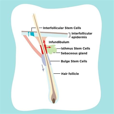Skin Stem Cells And Their Direction Of Growth Download Scientific Diagram