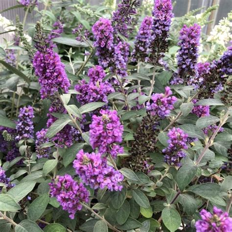 Lo And Behold Ruby Chip® Buddleia