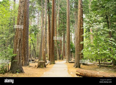 Trail Through Redwoods In Humboldt Redwoods State Park Near San