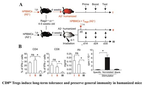 Regulatory T Cell Therapy For Immune Related Diseases Innovation Hub Hk