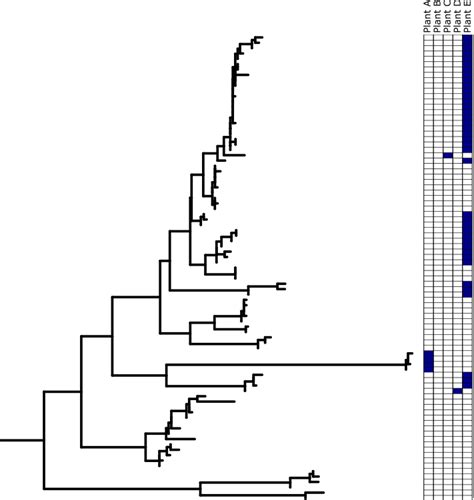 Plot A Phylogeny In R Using Ggtree Clarke Van Steenderen