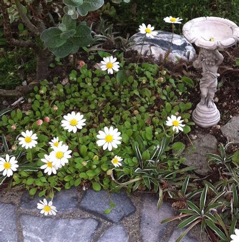 Miniature Garden Miniature Daisies Bellium Minutum Two Green Thumbs