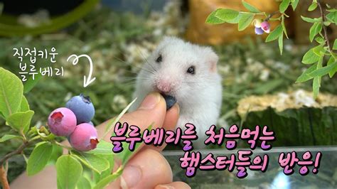 햄토피아 블루베리를 처음 먹어보는 햄스터들의 반응햄스터 간식 Youtube
