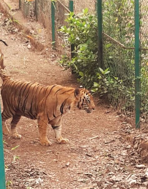 Jungle Safari In Mumbai Can You Experience The Thrill Of The Wild In