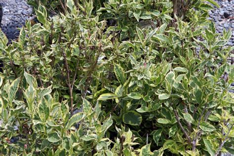 Weigela 'Nana Variegata' - growing guides