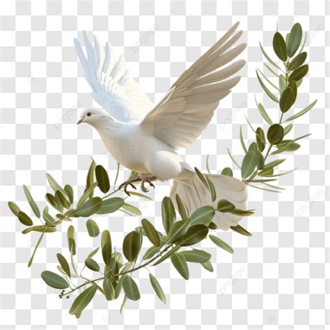 올리브 가지를 들고 있는 비둘기 평화와 조화 고립됨녹색 고립된 흰색 비행 평화 조화 비둘기 Png 일러스트 및 이미지 에 대한 무료 다운로드 Pngtree