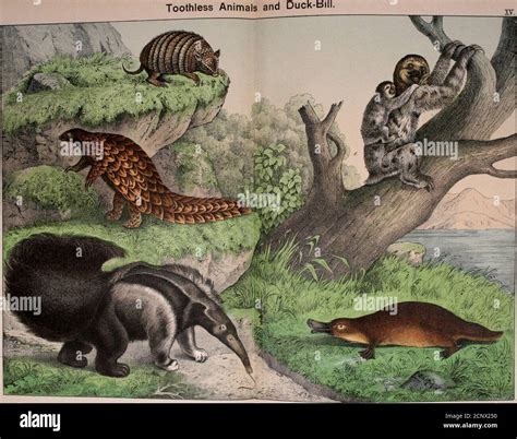 Toothless Mammals
