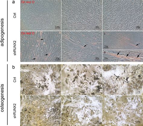 Effects Of Runx2 Knock Down In Human C3 Mscs Differentiation A Oil
