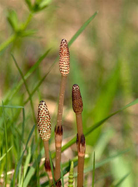 Cavalinha Equisetum Rotulada Chá Cavalinha Herba Equiseth Hiemalis