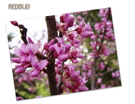 Flowering Trees For Spring Home Garden Companion
