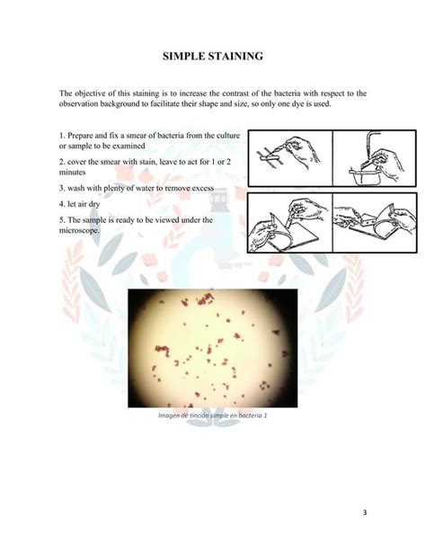 Bacteria Staining Pdf