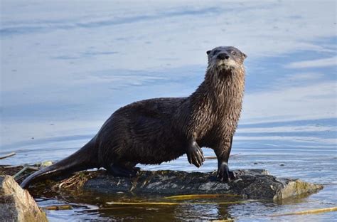 Otter Facts Types Diet Reproduction Classification Pictures