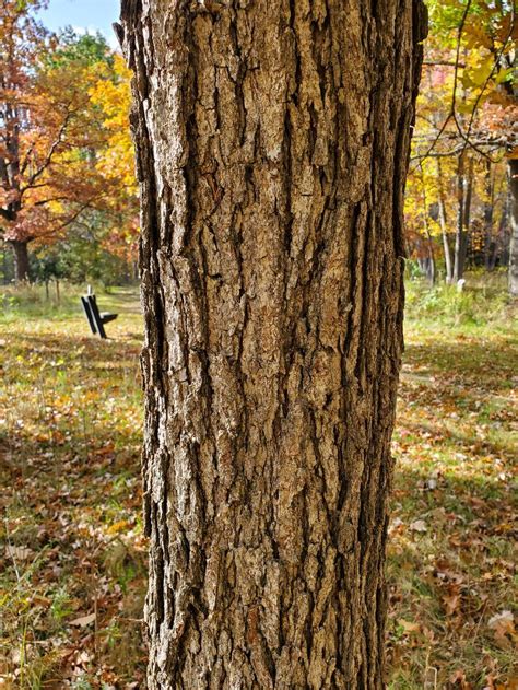Bur Oak Cmp Tree Selection Tool