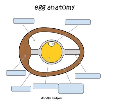 Egg Anatomy Diagram Quizlet