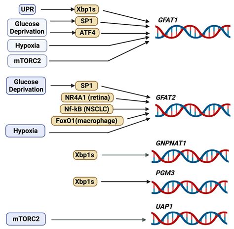 The Hexosamine Biosynthesis Pathway Regulation And Function