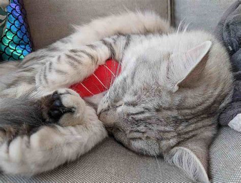 Nigiri Sushi Cat Toy With Catnip 1 Pc Munchiecat