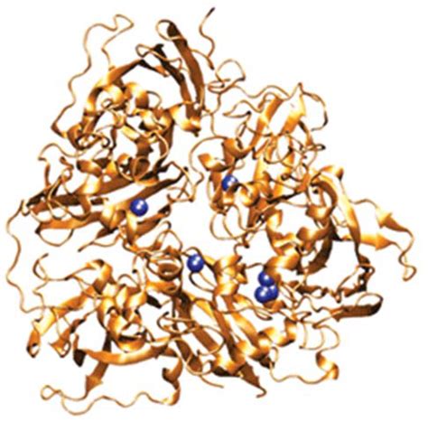Apoceruloplasmin Abundance Detection Formation And Metabolism