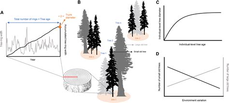Size Focused Conservation May Fail To Protect The Worlds Oldest Trees Current Biology