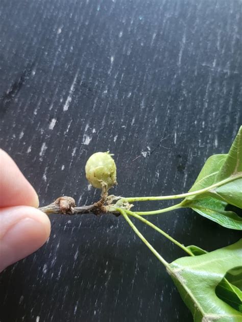 What Is This Growing On An Oak Tree Stem In Northern Illinois R