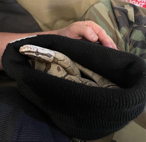 10000 Best Rsnakes Images On Pholder Can Someone Help Me Id This