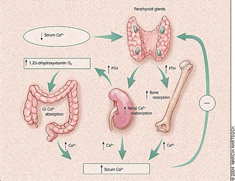 Hyperparathyroidism Aafp