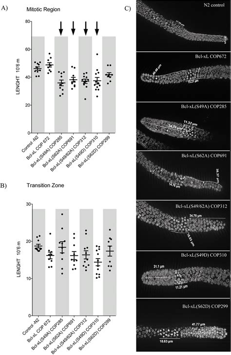 Effects Of Bcl Xl Wt And Bcl Xl Variants On Mitotic Region And Download Scientific Diagram
