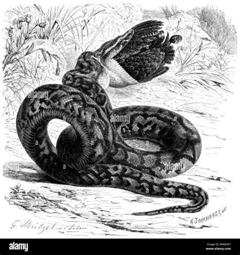 English Python Sebae Illustration From Brehms Thierleben 30 April