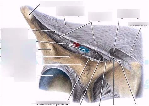 图表 · Superficial Inguinal Ring Quizlet 图表 · Superficial Inguinal Ring Quizlet