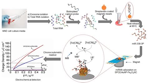 Schematic Representation Of The Assay Exosomal Rna Was Isolated From
