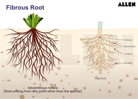 Examples Of Taproot Vs Fibrous Root In Plant Growth