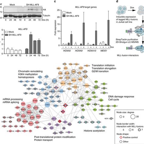 The Setd2 Set Domain Is Required For Proliferation Of Mll Leukemia Download Scientific Diagram