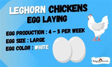 Leghorn Chicken Egg Laying Guide And Raising Leghorns Tips