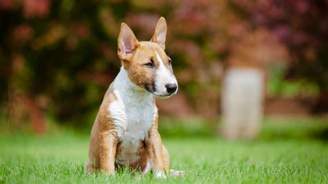 Miniature Bull Terrier Darlington Ch 2023 Miniature Bull Terriers