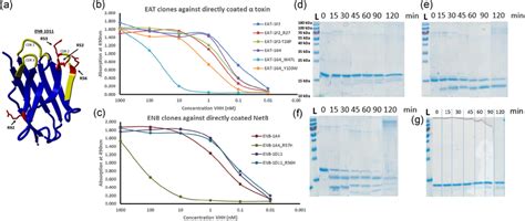 Optimization Of Vhh Clones For Improved Affinity Production And